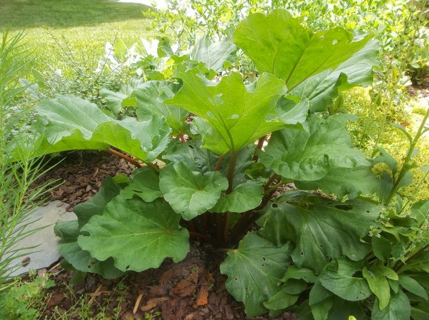 Future Plants by Randy Stewart: Ornamental Rhubarb