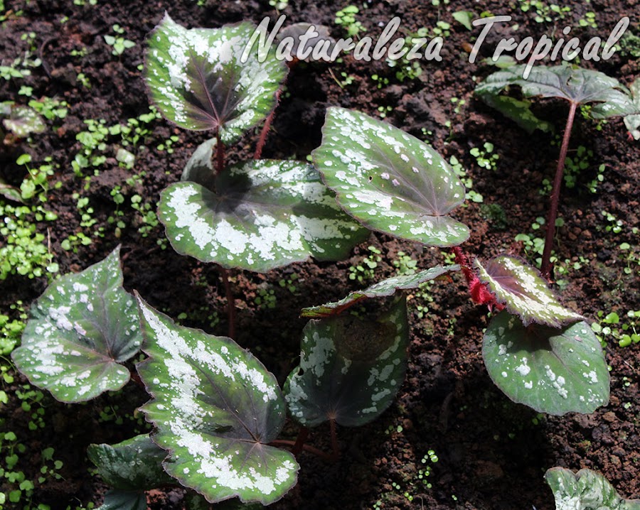 Galería fotográfica de begonias ornamentales | Plantas