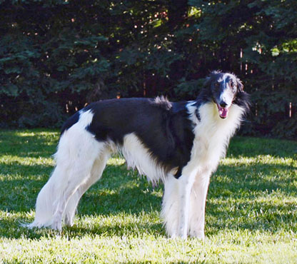 Dog Pictures: Silken Windhound dog