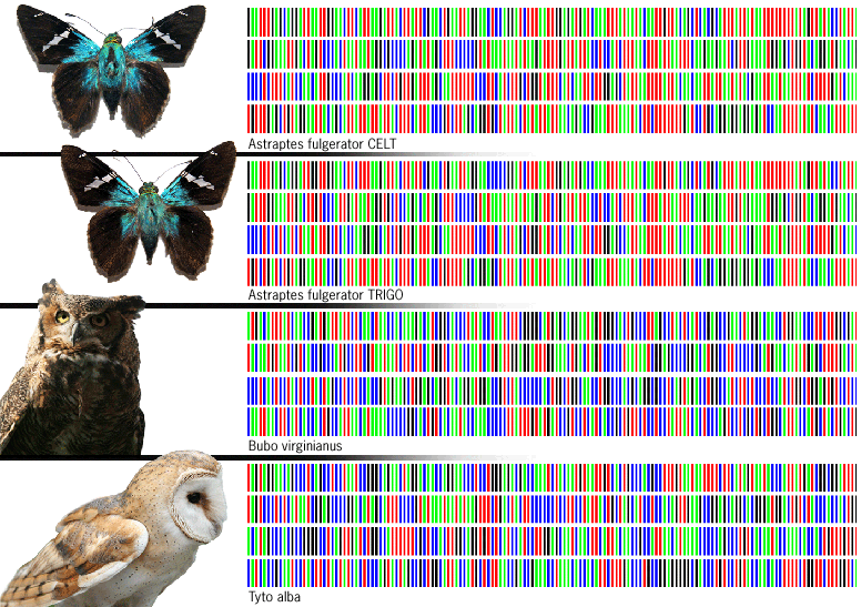 Boomers Info Kiosk: DNA Barcoding Captures International Headlines
