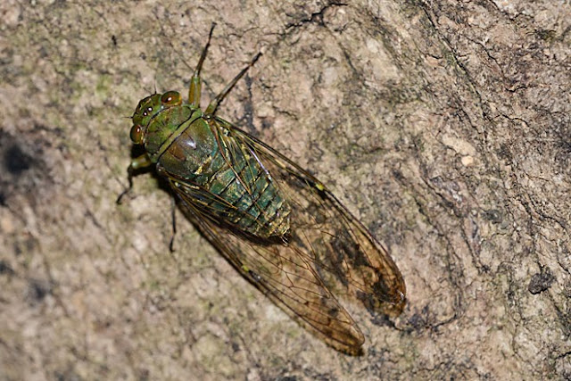 Beauty of Fauna and Flora in Nature: A Venomous Snake at Upper Seletar ...