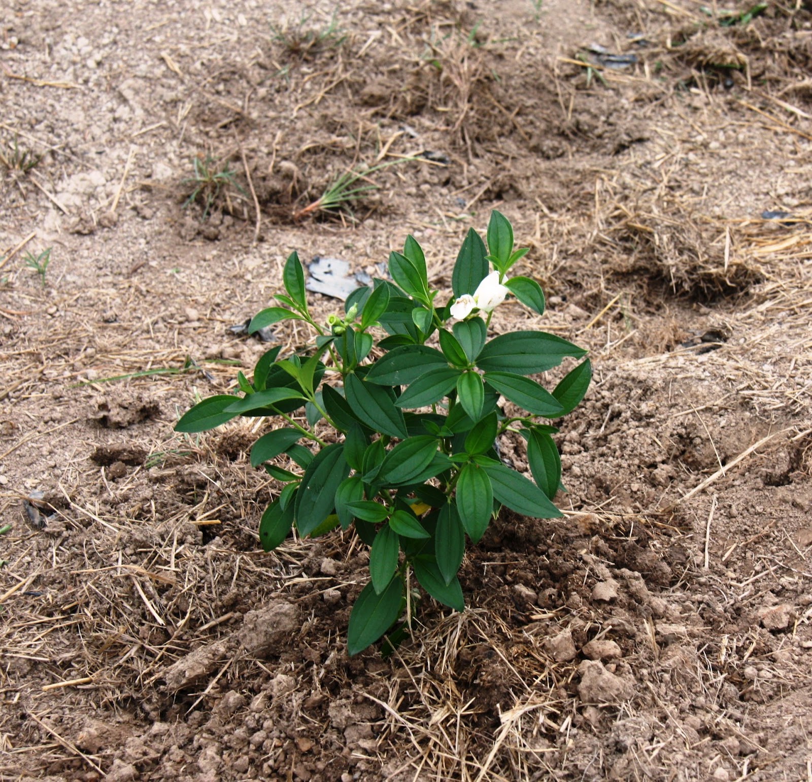 SantaiD'Rimba: Senduduk Putih sudah ditanam