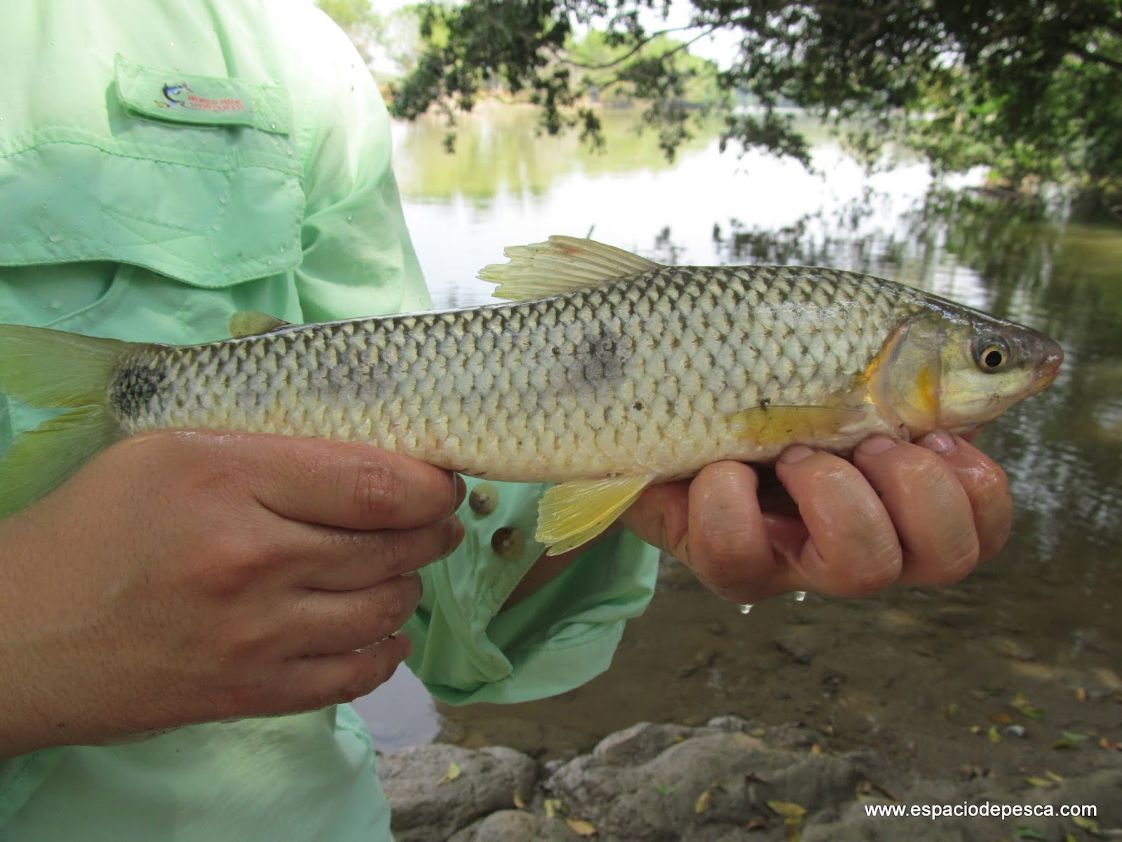 Espacio de Pesca: Pesca de Comelon (Moino) y Bocachico en el Rio La ...