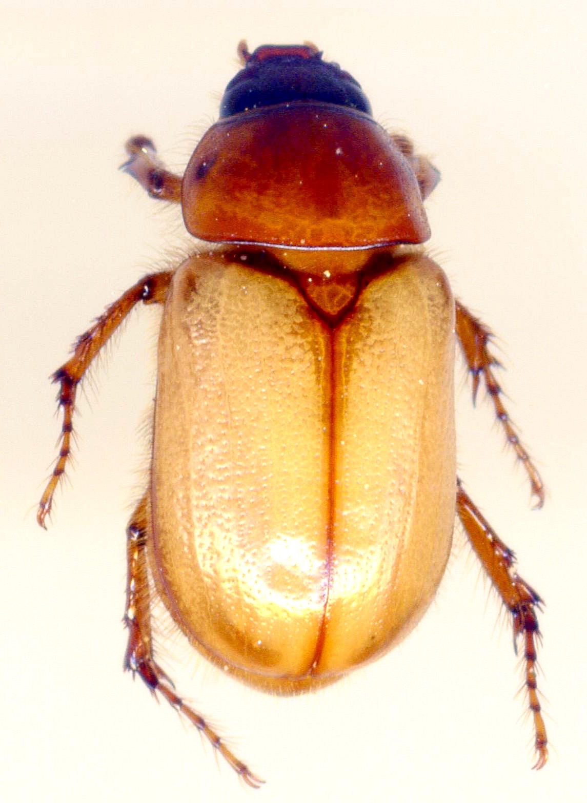 虫頭: コガネカブト（Cyclocephala longula）Masked Chafer