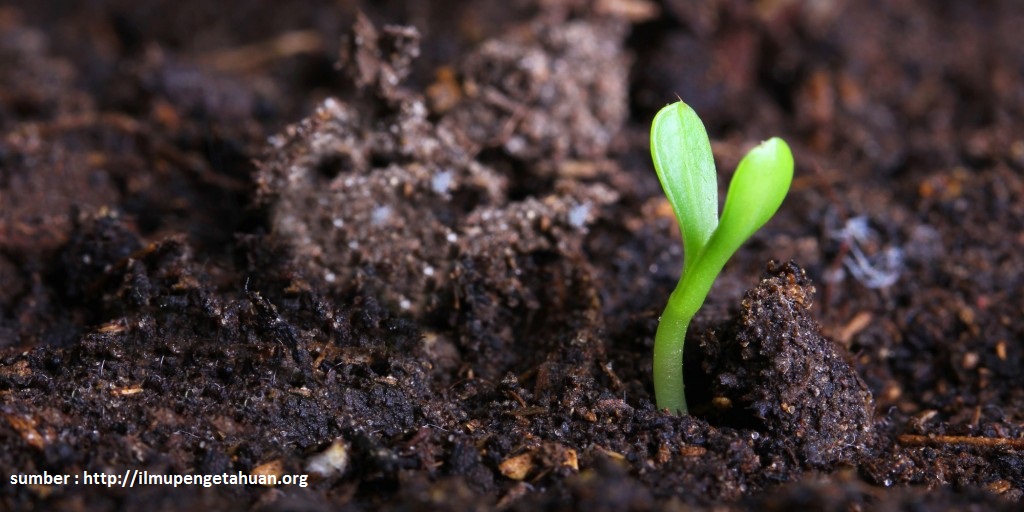 Tanah Humus : Manfaat Tanah Humus Dalam Sektor Pertanian