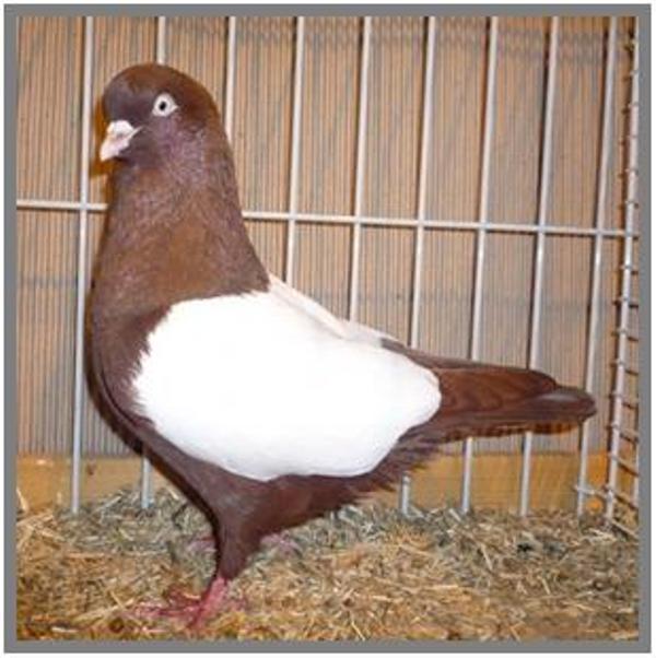 Dutch Highflyer | BD PIGEONS