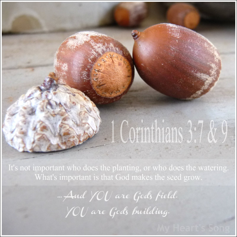 Scripture & a Snapshot - 1 Corinthians 3: 7 & 9
