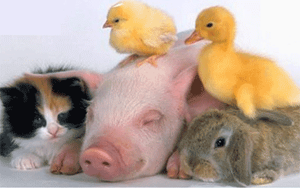 Imagen de animale - Imagui