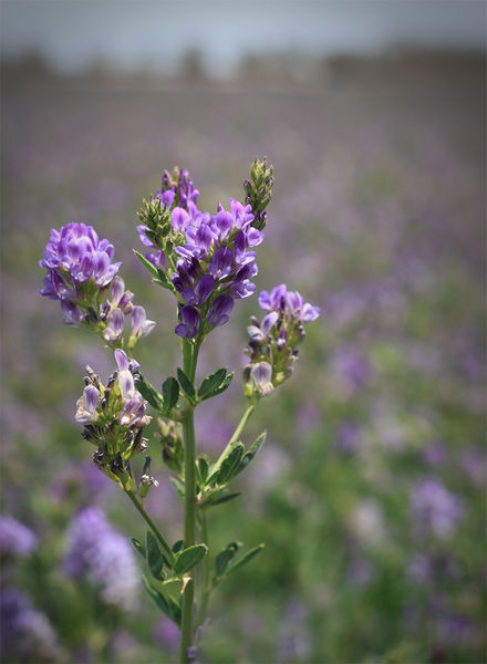 Wild Flowers Kingdom: Lucerne