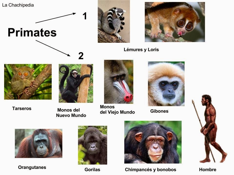 La Chachipedia: Los Primates