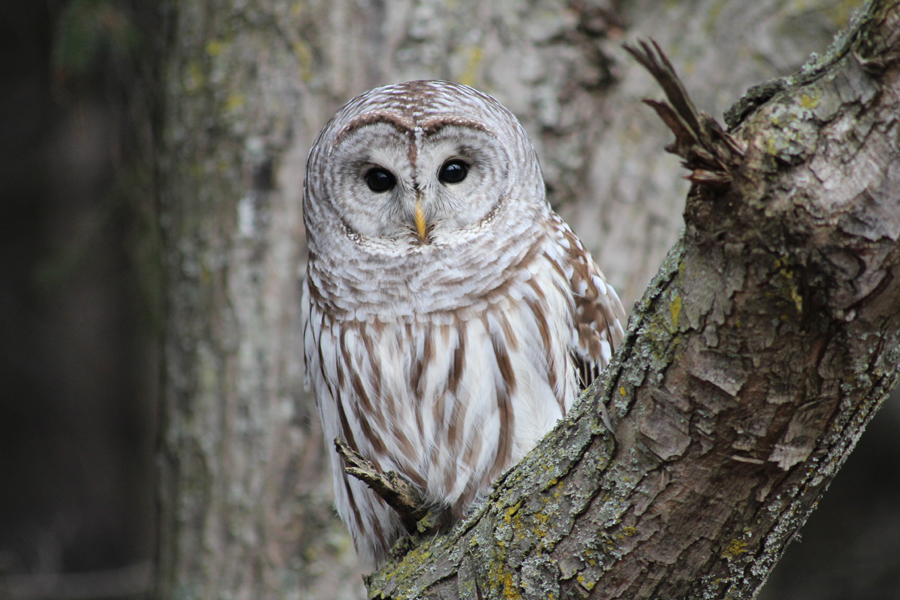 The Naturalest Naturalist: Apoc-owl-ypse