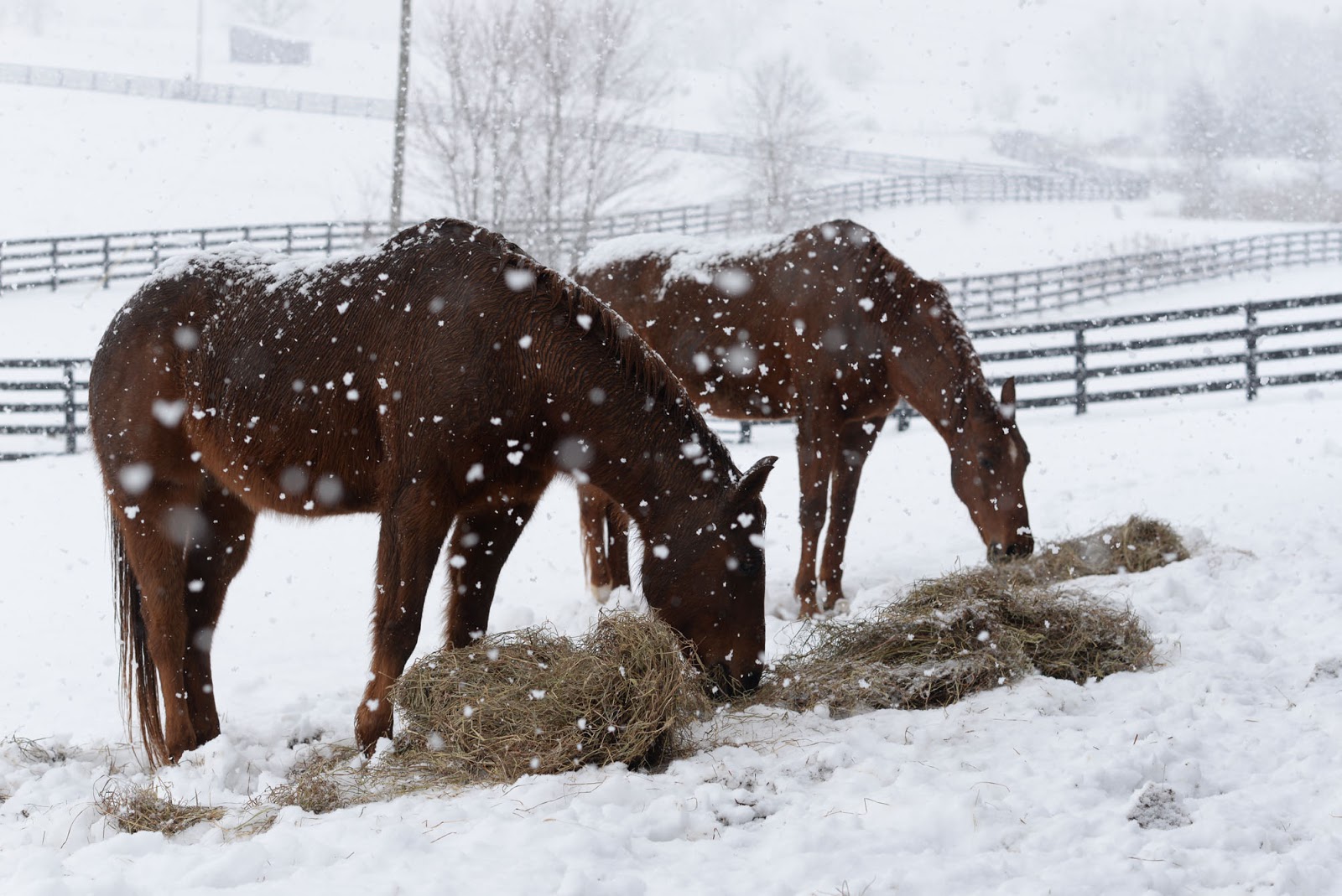 Punkin's Patch: Snow Ponies