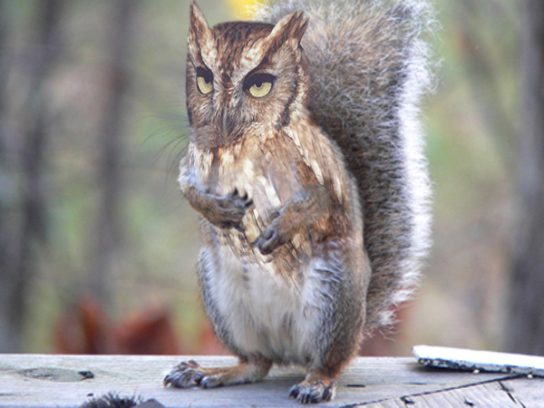 Victoria Singletary Photography: Animal Morph