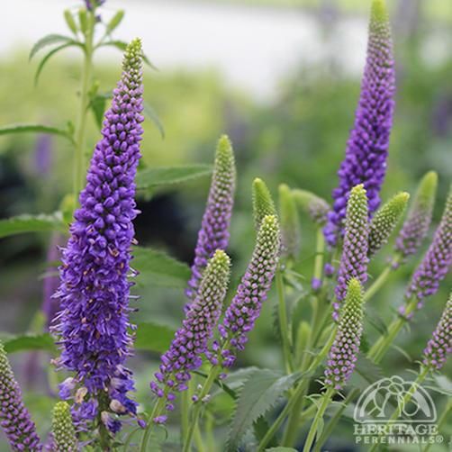 Entre flores y abejas: Verónica de jardín
