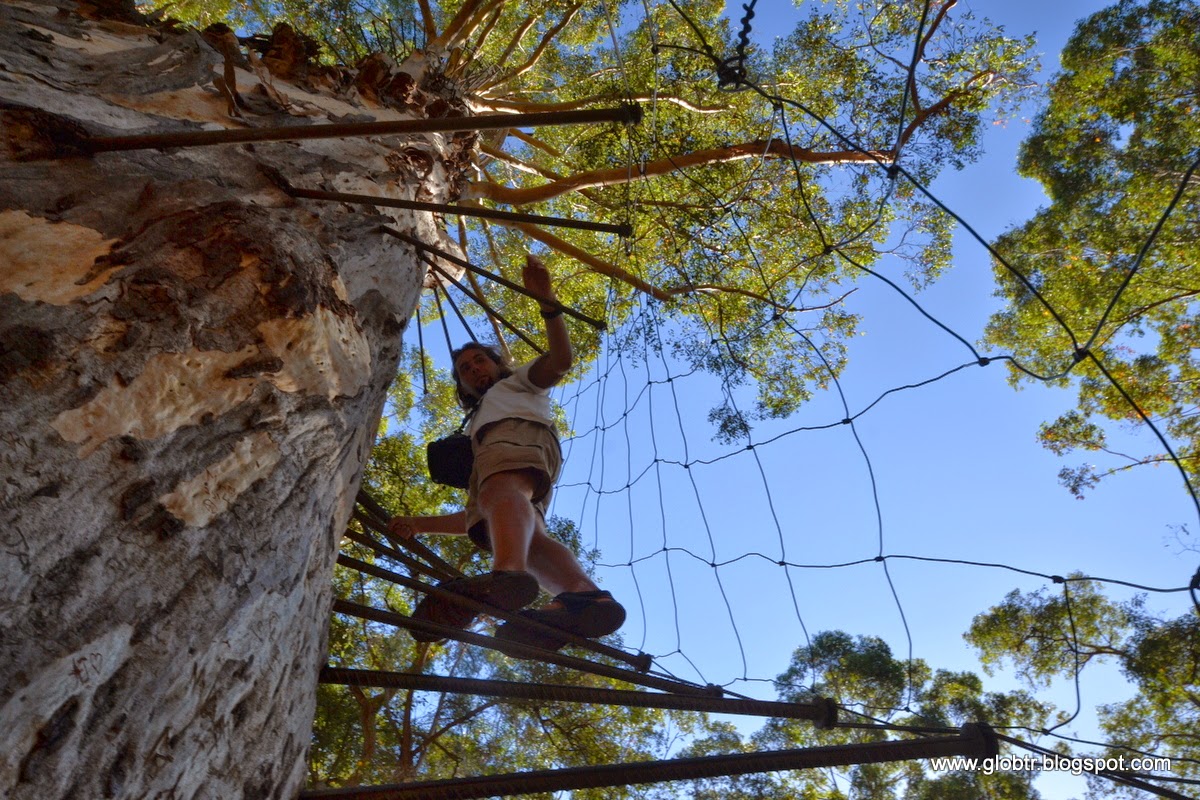 globtr: Visiting the Diamond Tree