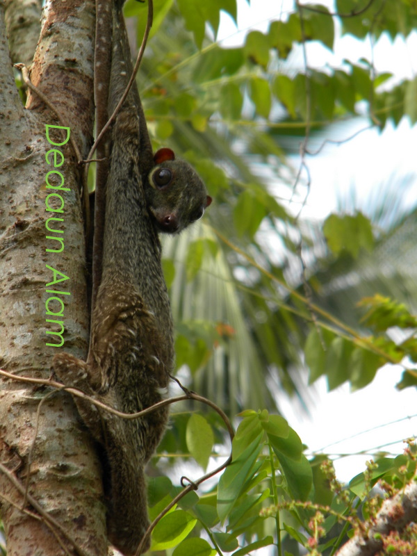 Dedaun Alam: Kubung 2
