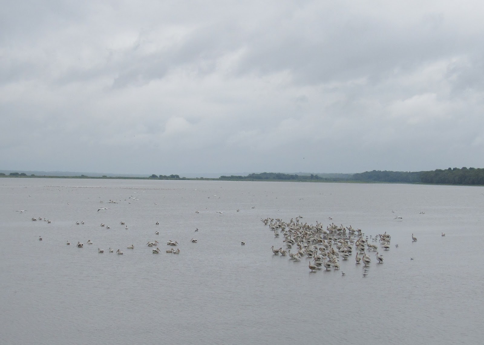 The Wild Land of Lincoln: Dead Carp, Trespassing, and... Goofy Ridge ...