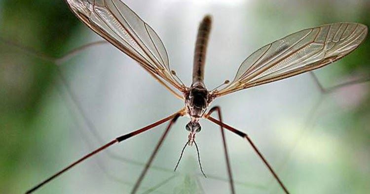 Un zancudo, que se pensaba extinto desde hace 50 años, sigue habitando ...