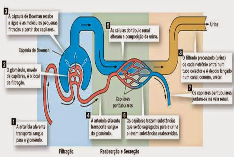 Bio e Geo em movimento: Osmorregulação - um exemplo de regulação hormonal