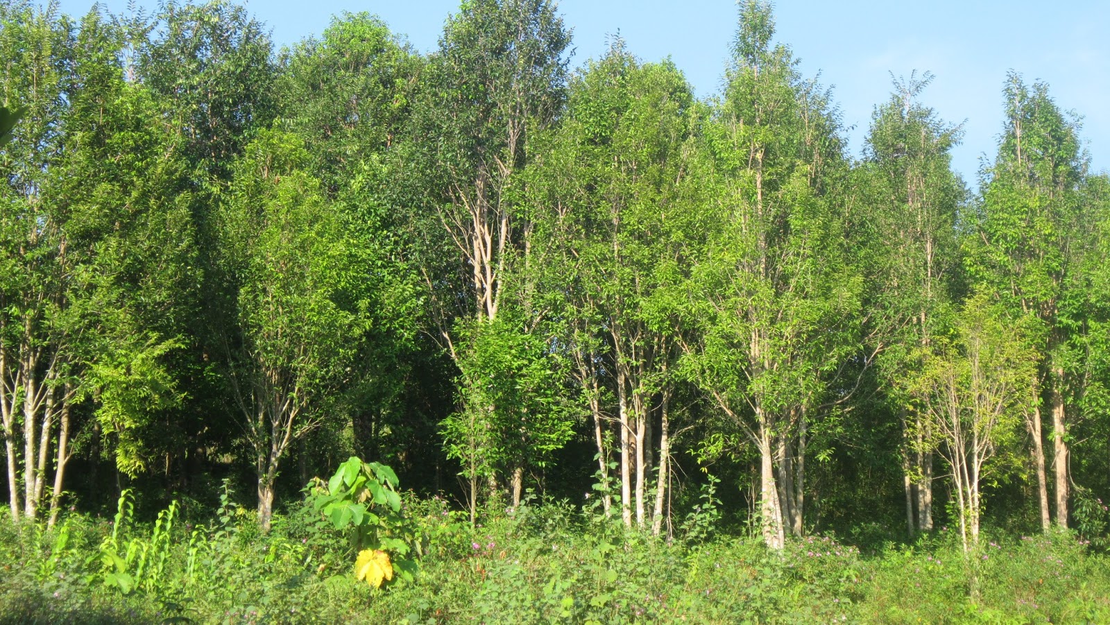 PUM Merlinea: Pokok Gaharu