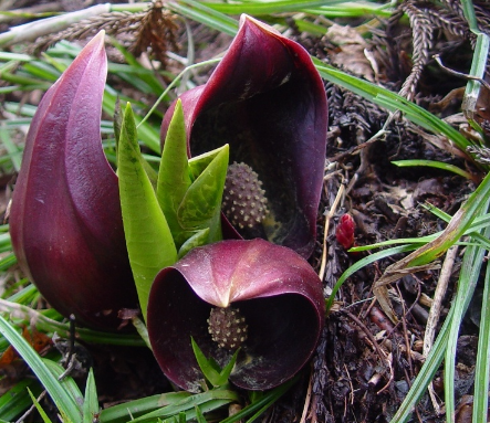 10 Bunga Paling Berbau Busuk di Dunia Beserta Gambarnya | ALL ABOUT FLOWER