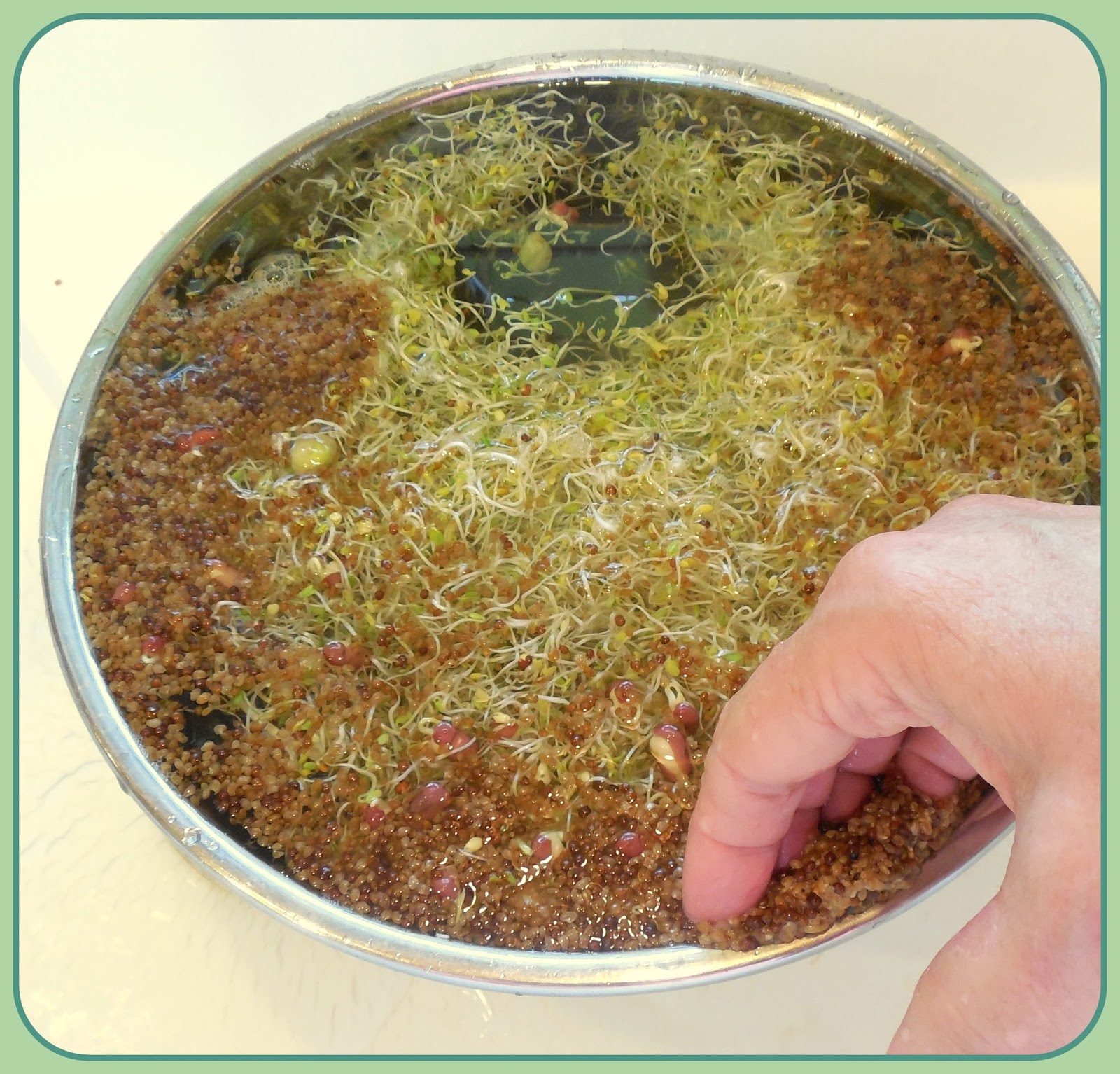 Wit's End Farm: Growing Sprouts at Home!