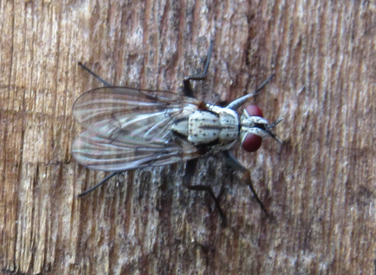 Bug Eric: The Wasps and the Fly