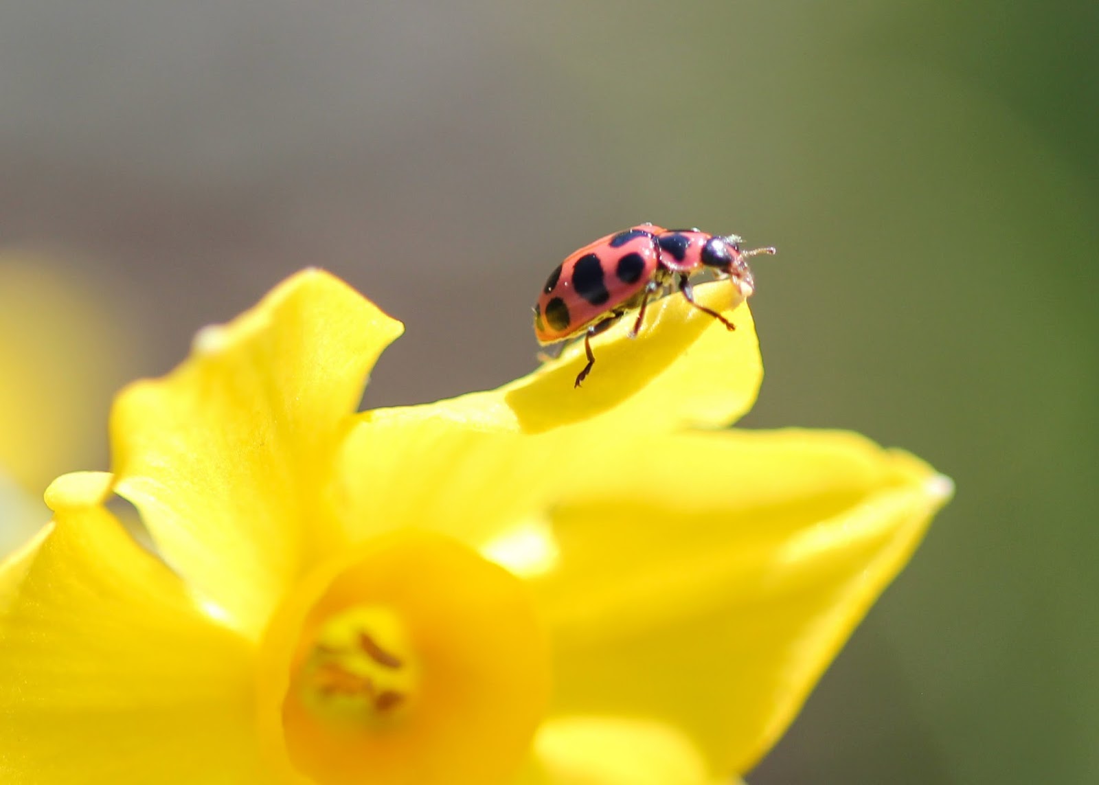 Red House Garden: The Pink Spotted Ladybug