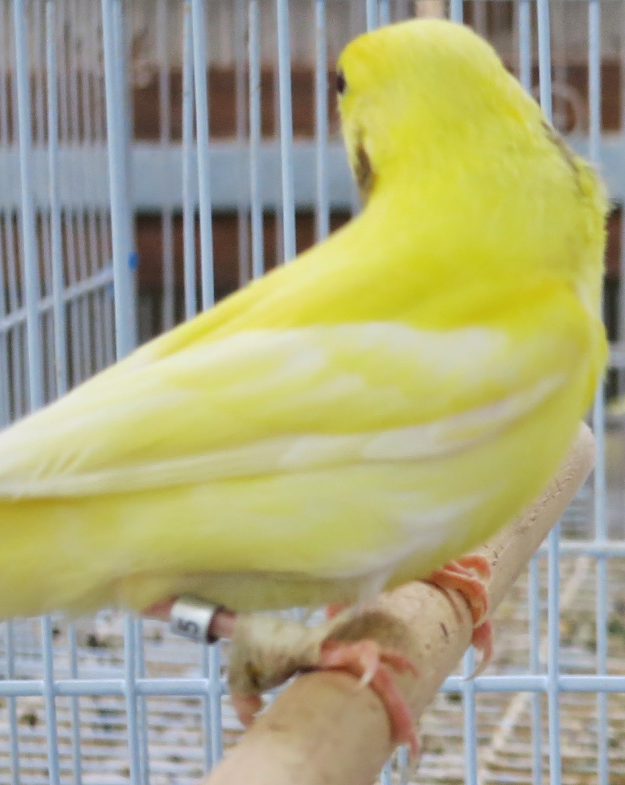 Canary Tales: Troubleshooting Youngsters - Part 3 - Undershot "Slipped ...