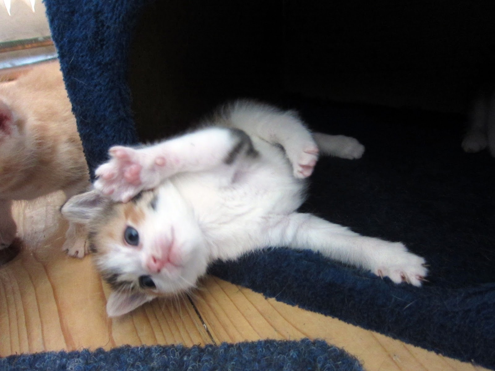 von Wien: Babykatzen