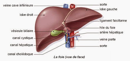 Il était un foie ... - Acromégalie , mon amie
