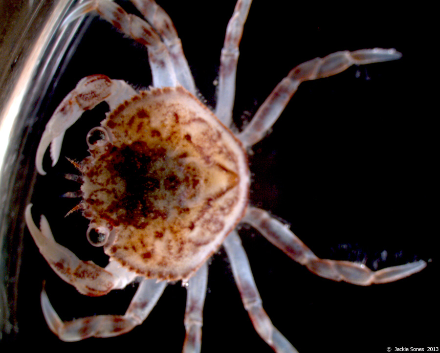 The Natural History of Bodega Head: A long way to go