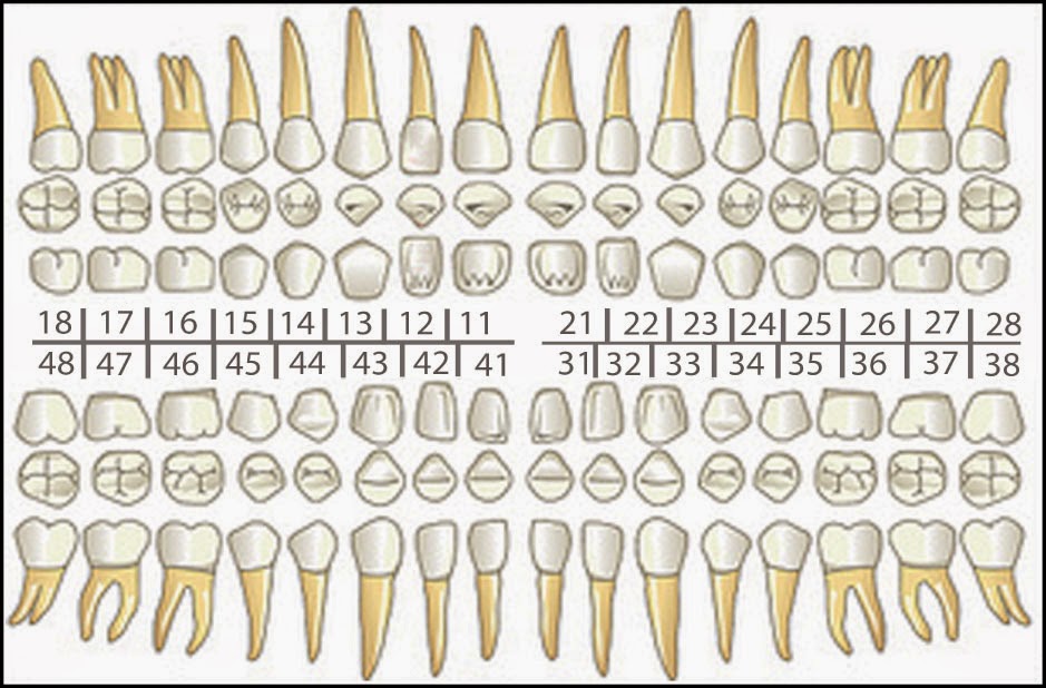 USO DEL ODONTOGRAMA: septiembre 2014