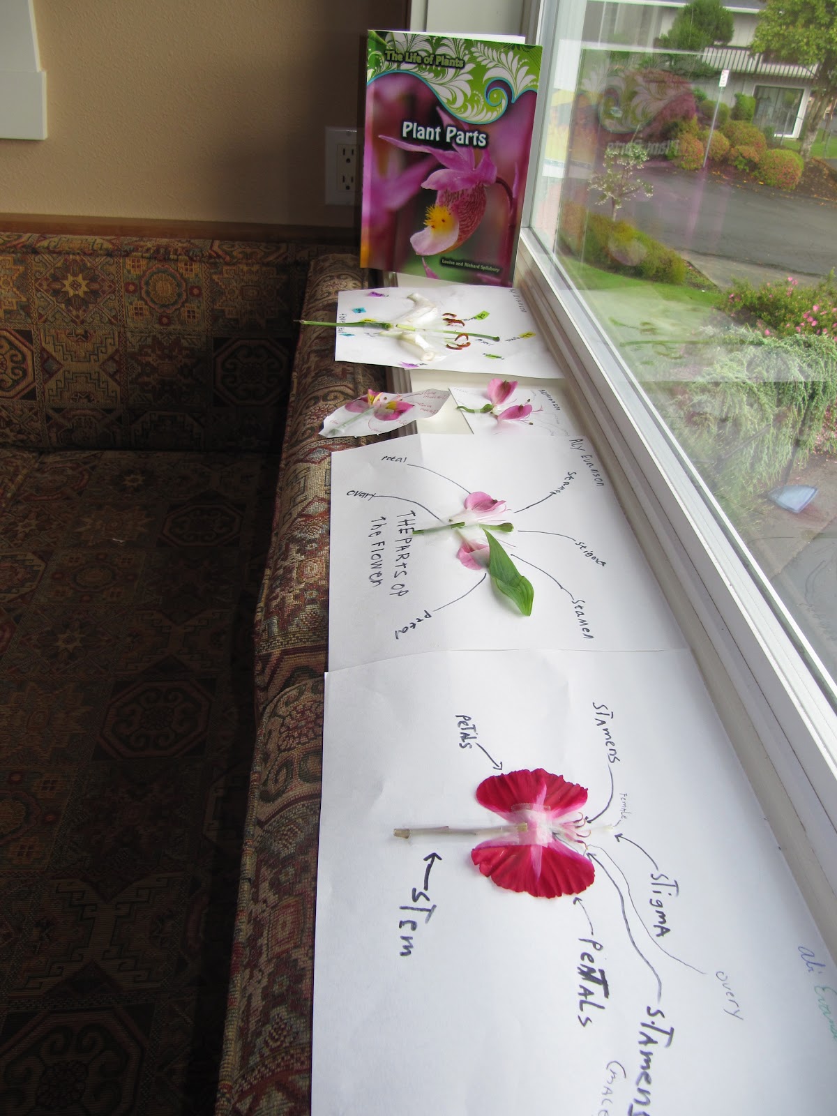 HOMESCHOOL NINJAS: ~~Flower Dissection~~