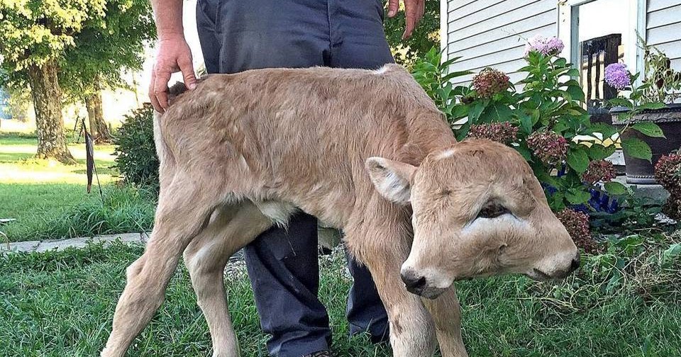 Latest Updates: Two-faced calf named Lucky dies (Photos)