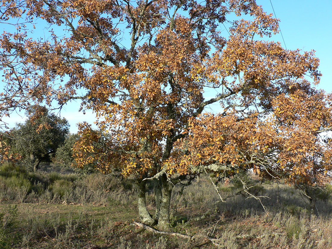 Á R B O L E S (T R E E S) y P A L M E R A S (P A L M S): Quercus ...