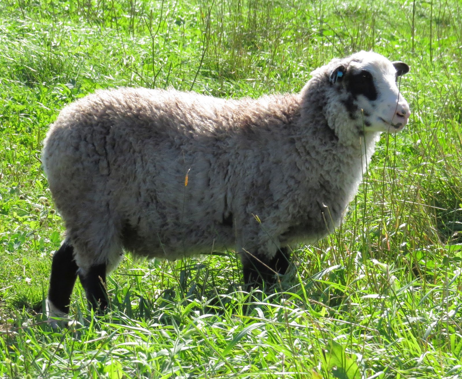"Ewe's Have It Farm", Shetland Sheep