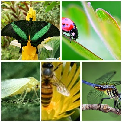 INSECTOS: Los insectos (Insecta) son una clase de animales ...