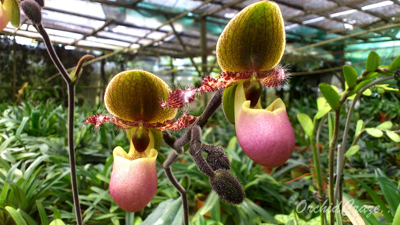 Endemic Flora and Fauna of the Indonesia | SkyscraperCity