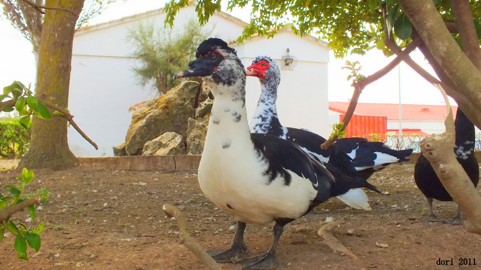 Pasea Menorca: ¿Pato Real? ¿Pato criollo?