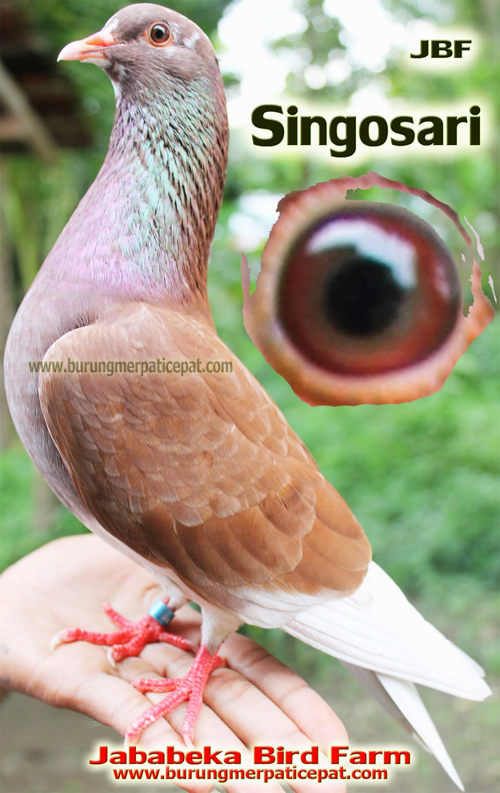 (0287) 382807 / 085228600358 / 085329515425 Jual burung Merpati ...