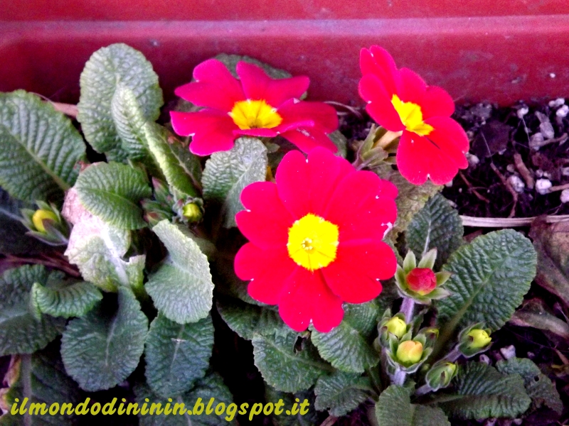 Il Mondo di Ninin: Diario dal giardino