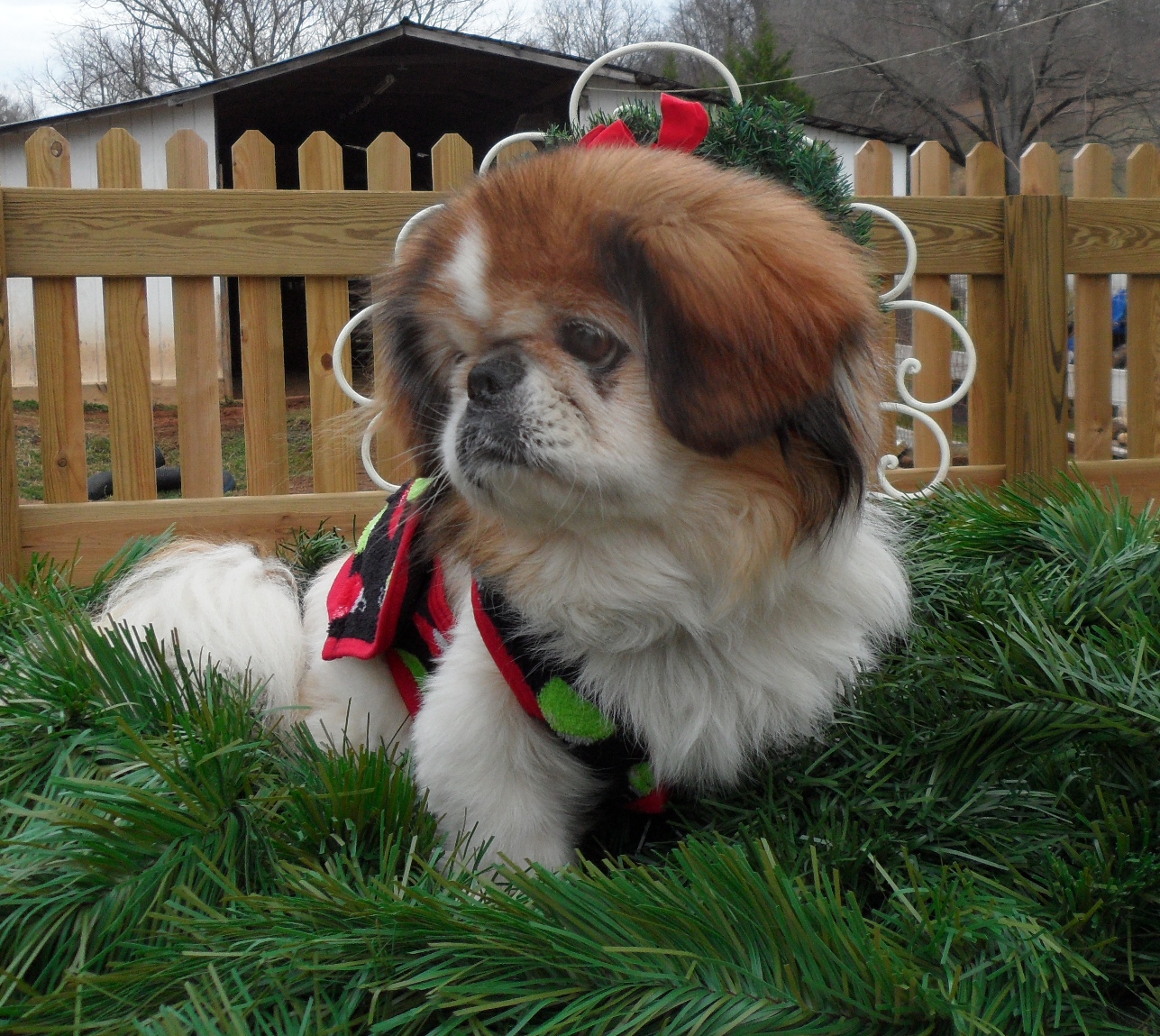 Must Love Pekes: FIONA AND SHREK AT CHRISTMAS