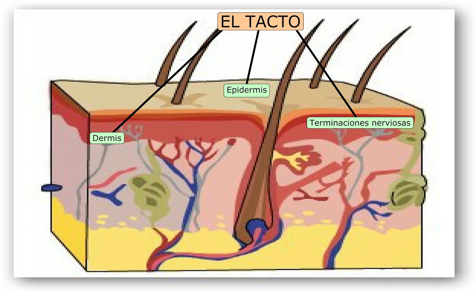 EL BLOG DE 6º C: EL TACTO