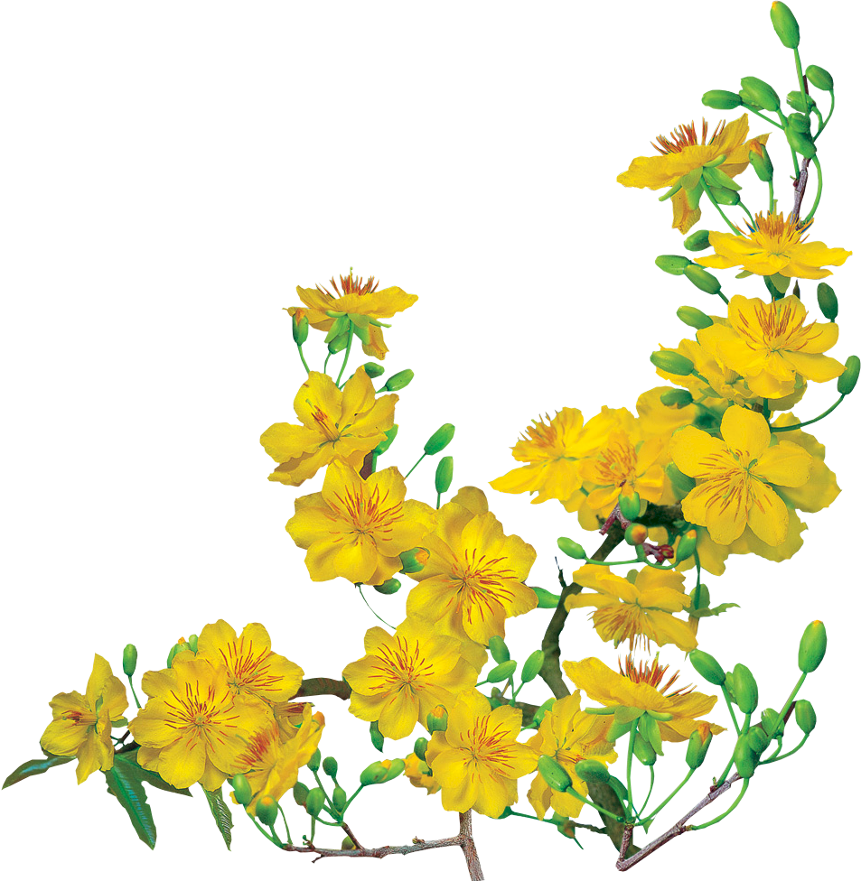 vietsinhvienit: hoa mai png