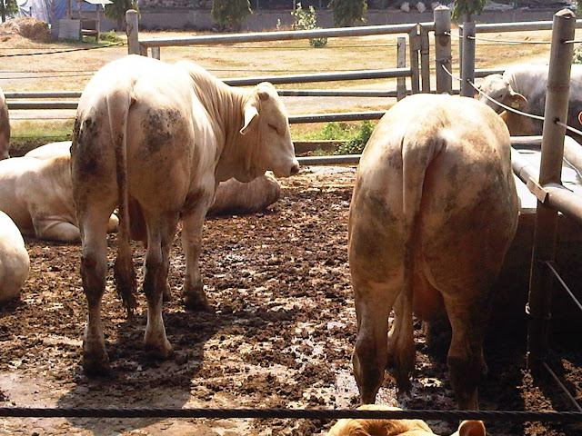 Cara Mencegah Dan Mengobati Bloat dan Tuberkolosis Pada Ternak Sapi ...