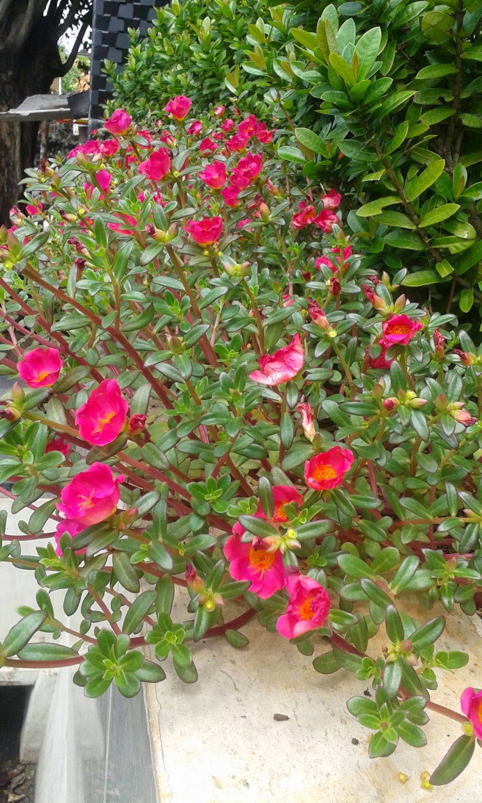 Mengenal Tanaman Cantik Manis | Juragan Tanaman