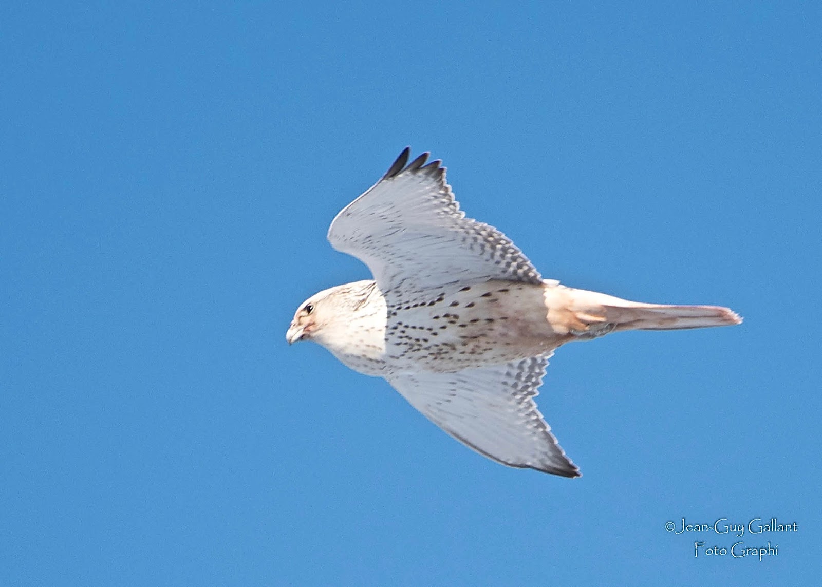 Bev's Nature Blog: White Morph Gyrfalcon