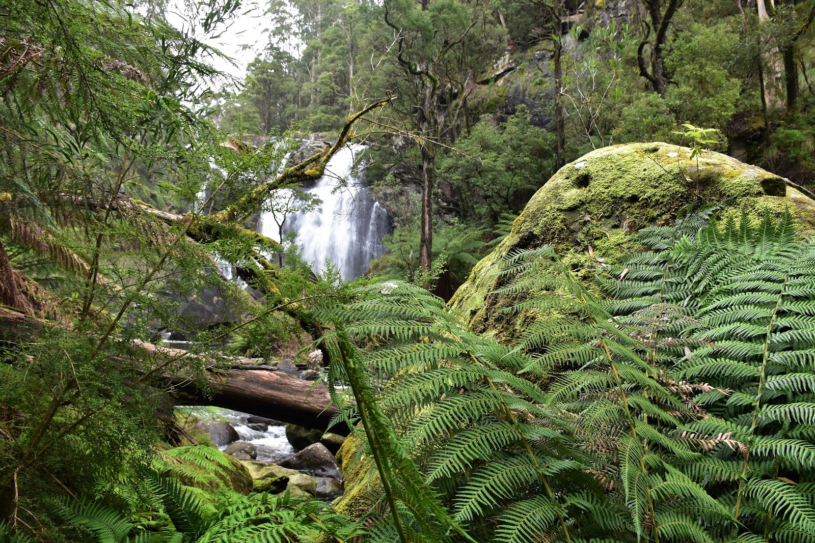 Goin' Feral One Day At A Time: Stevensons Falls, Otway Forest Park ...
