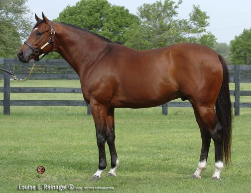 Horse Country Chic: Invisible Ink RIP